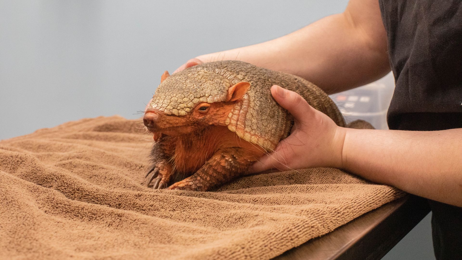 Intensive Care For Critical Patients In Raleigh, NC | Avian And Exotic ...