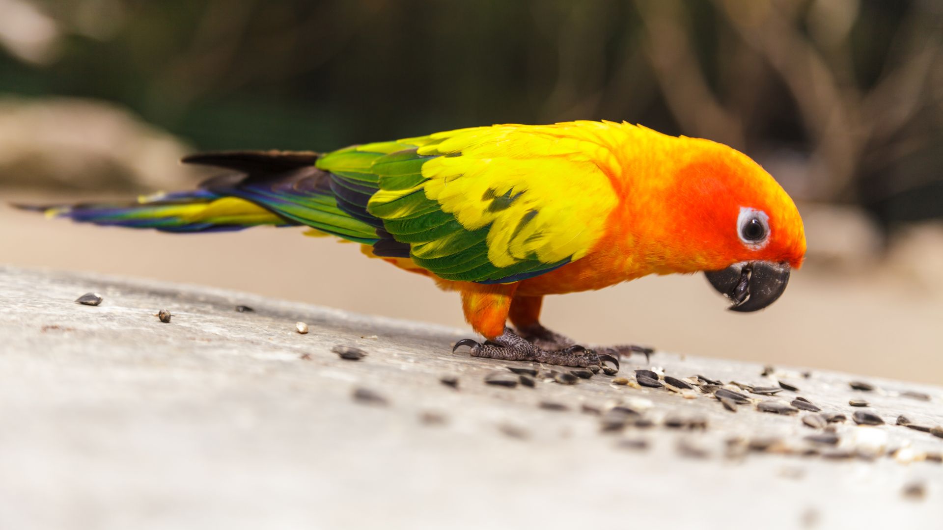 Bird Information Form | Avian And Exotic Animal Care