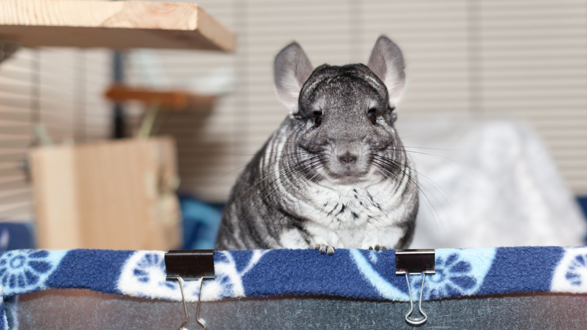 Boarding Intake Form | Avian And Exotic Animal Care