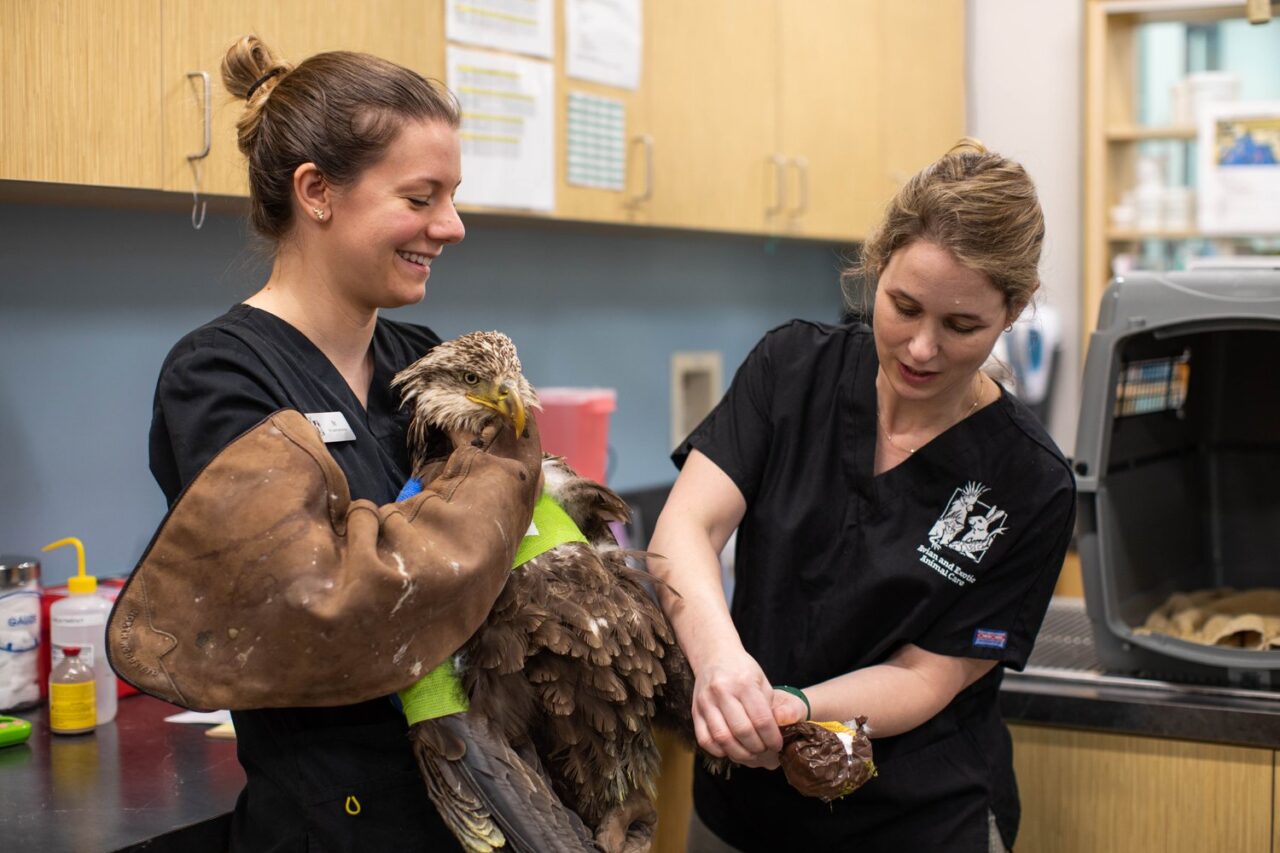 Wildlife In Raleigh, NC 27617 | Avian And Exotic Animal Care