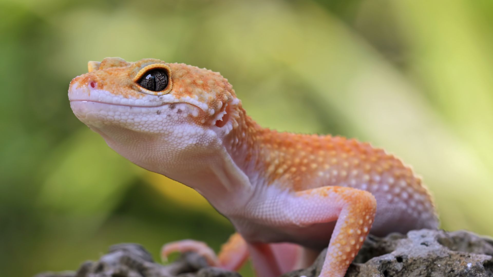 Holistic Care And Acupuncture In Raleigh, NC | Avian And Exotic Animal Care