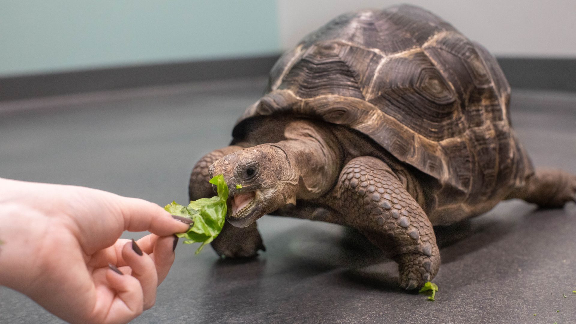 House Calls In Raleigh, NC 27617 | Avian And Exotic Animal Care