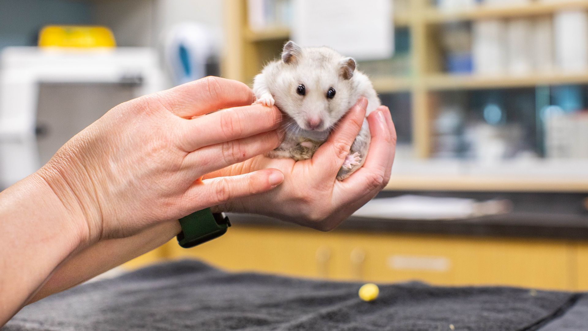 In-House Pharmacy In Raleigh, NC 27617 | Avian And Exotic Animal Care