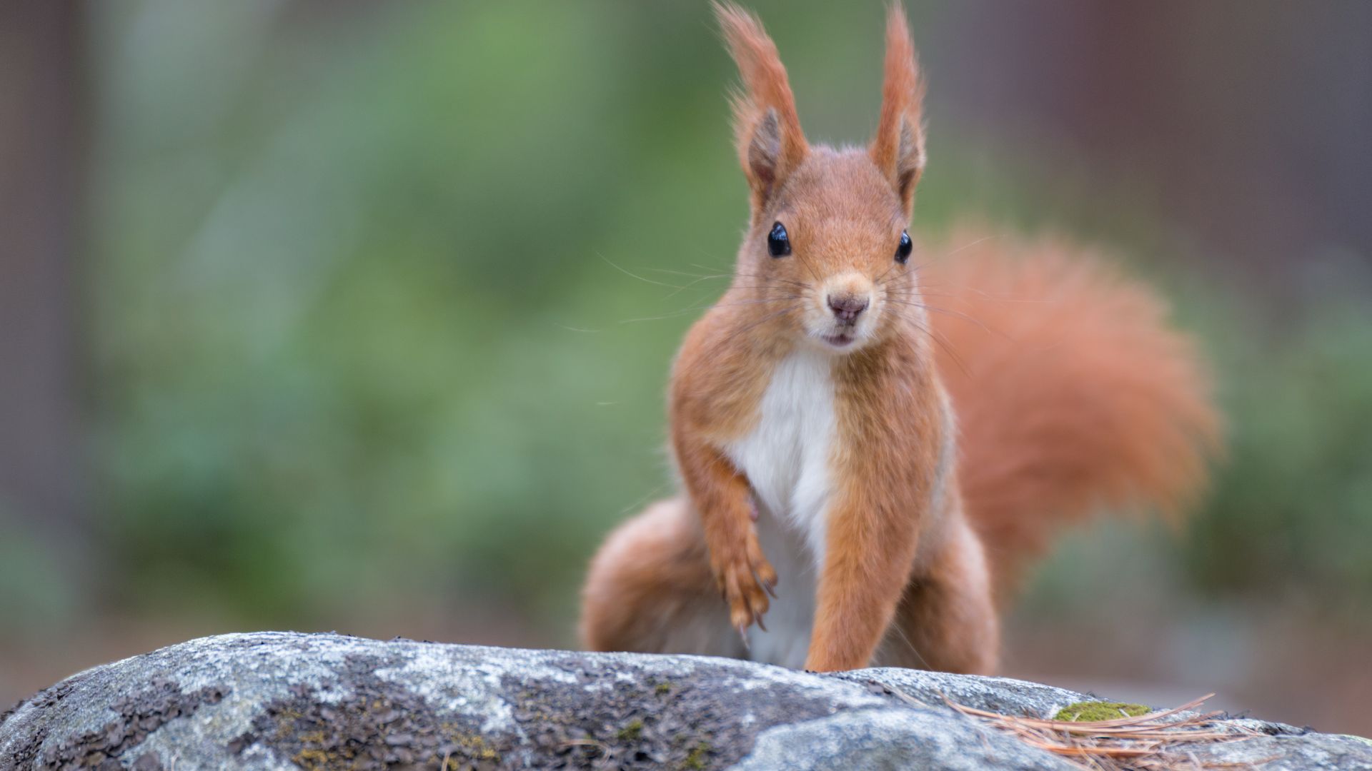 Mammal Information Form | Avian And Exotic Animal Care