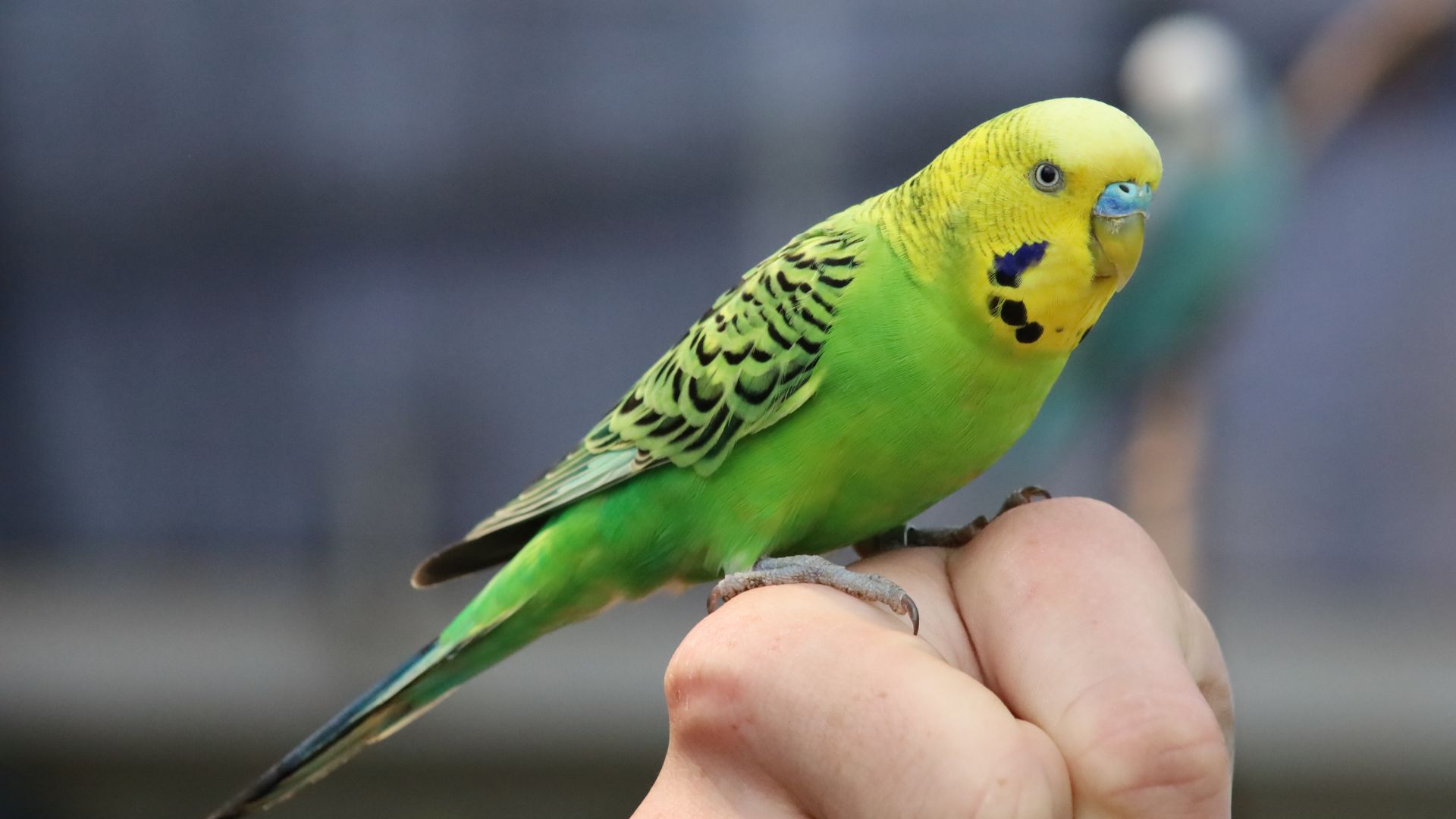 Referrals | Avian And Exotic Animal Care