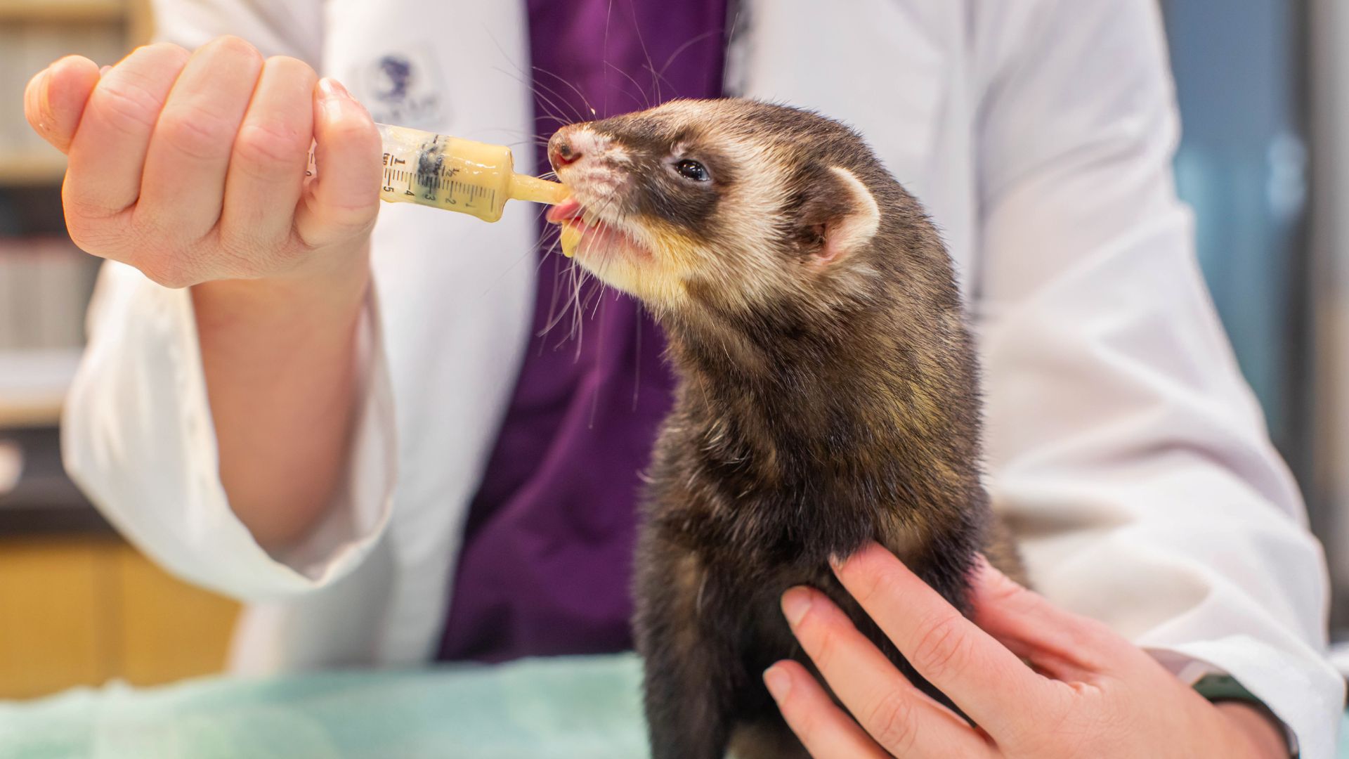 Sick Patient In Raleigh, NC 27617 | Avian And Exotic Animal Care