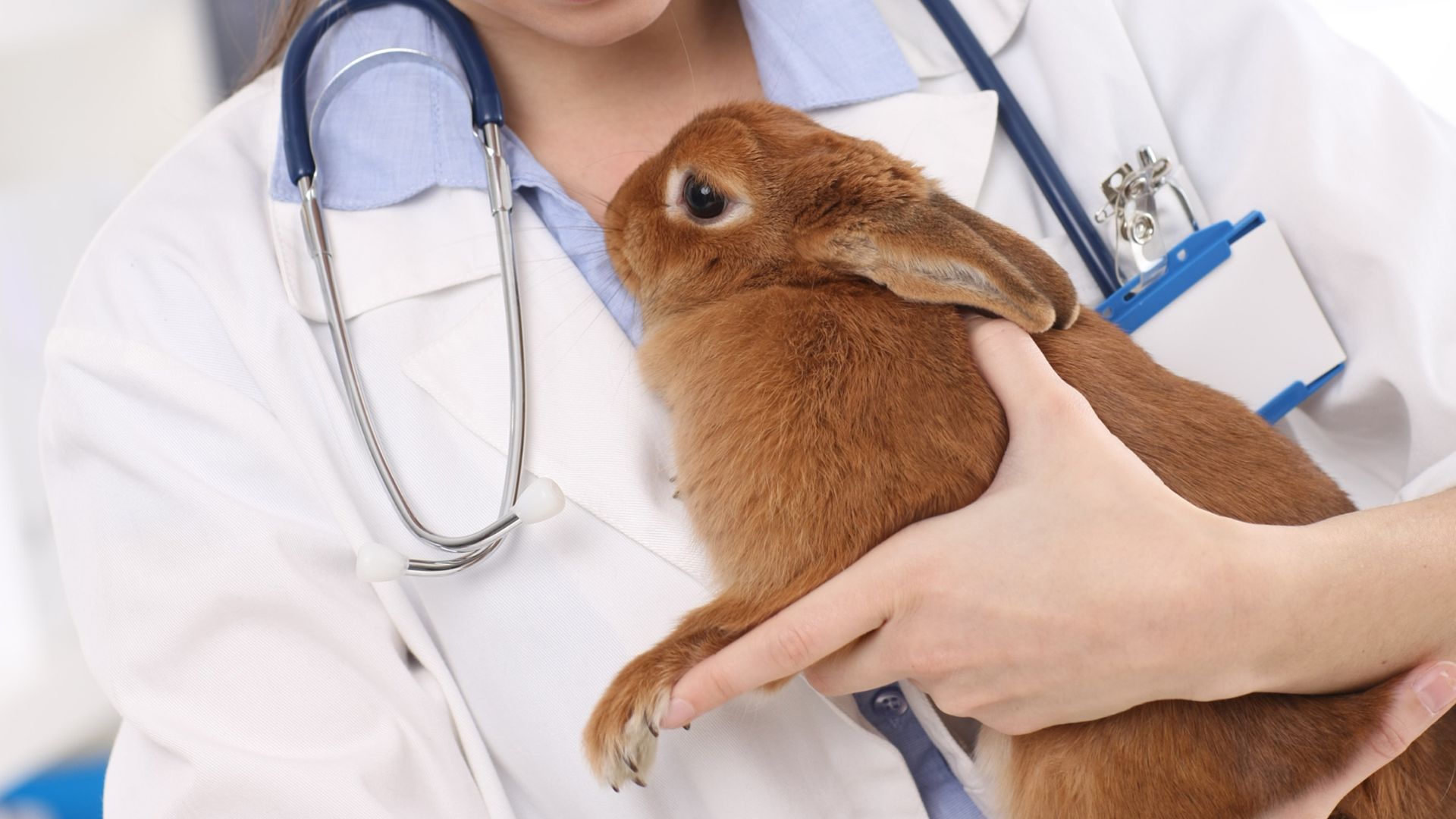 Surgery In Raleigh, NC 27617 | Avian And Exotic Animal Care