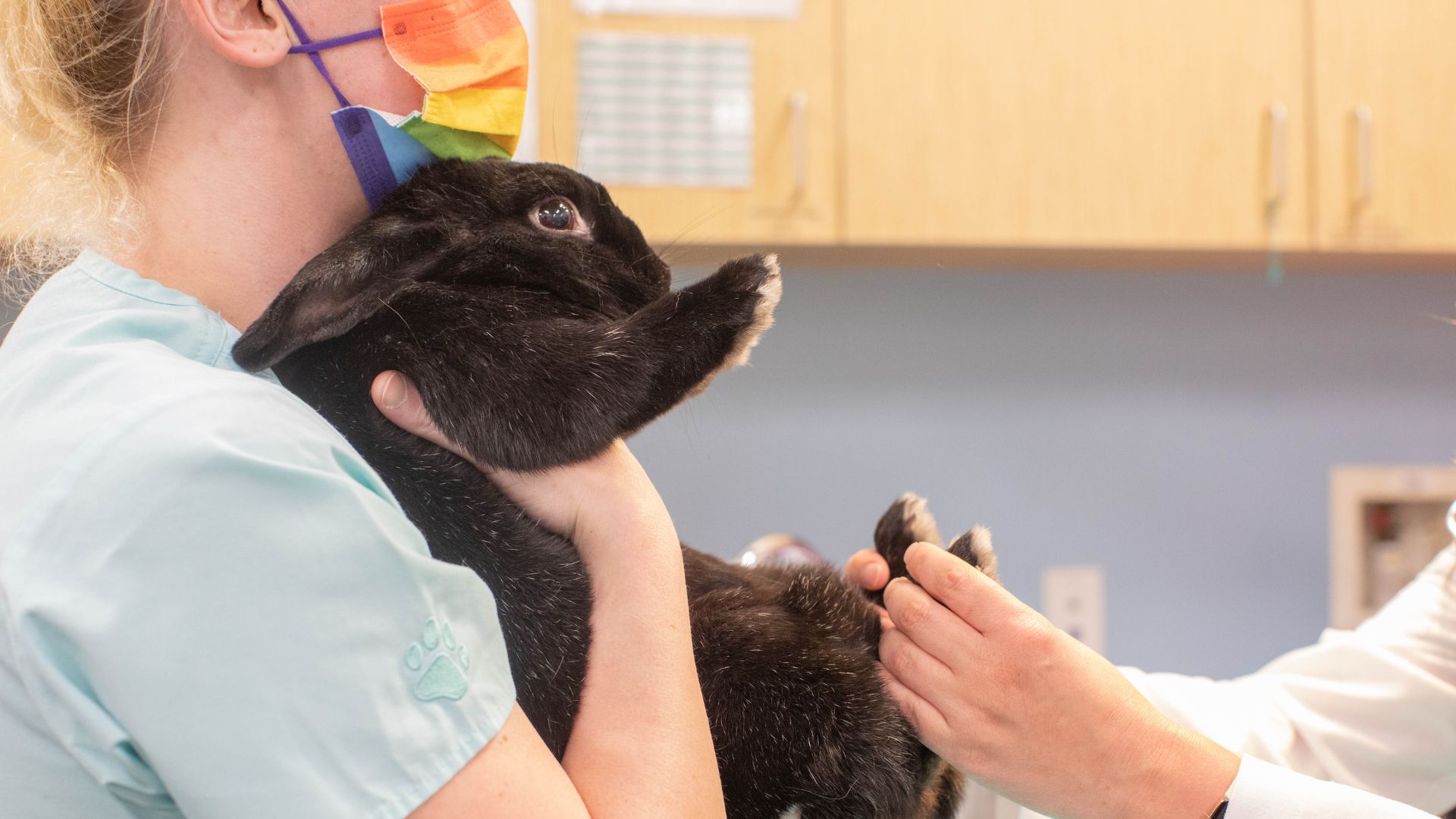 Vet Referral Form | Avian And Exotic Animal Care