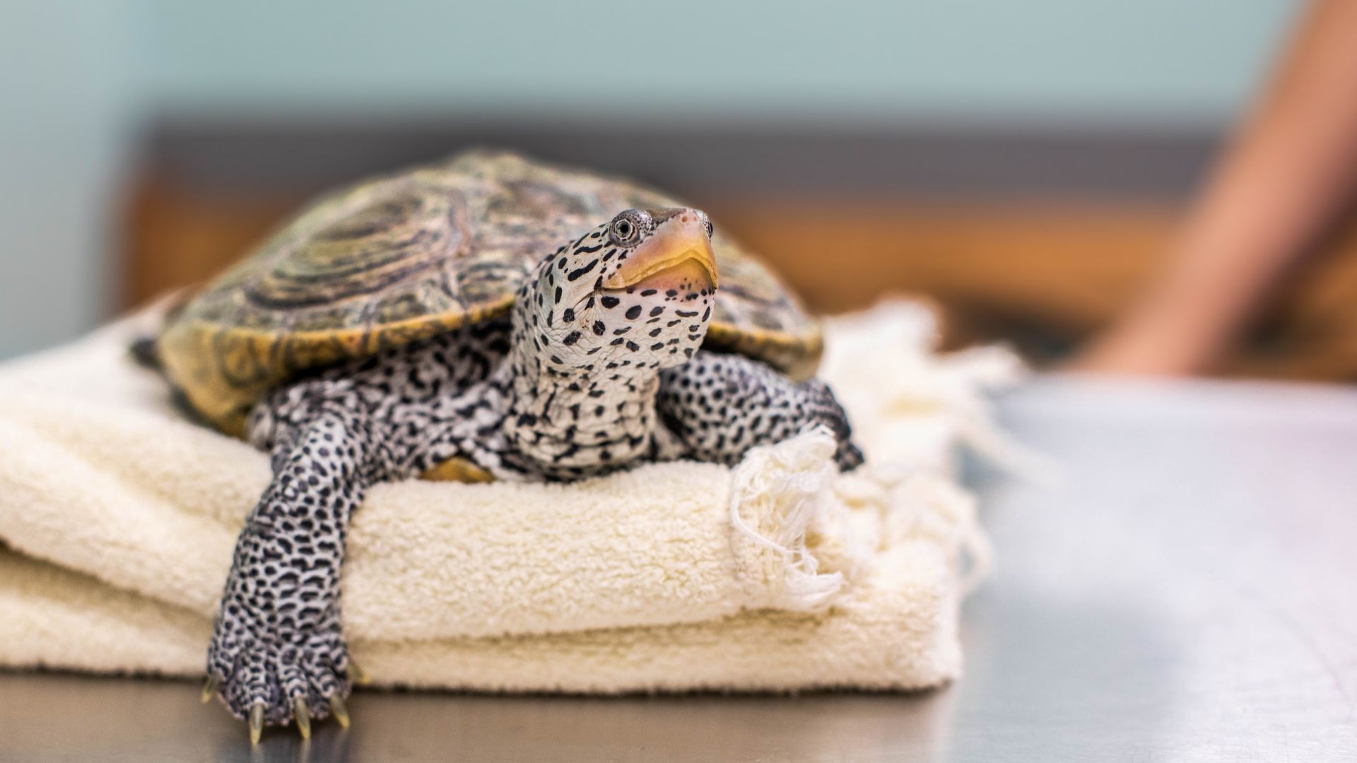 About Avian And Exotic Animal Care | Vet In Raleigh, NC 27617