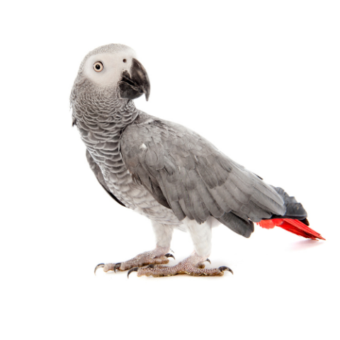 Best Avian And Exotic Animal Hospital In Raleigh, NC | Avian And Exotic ...