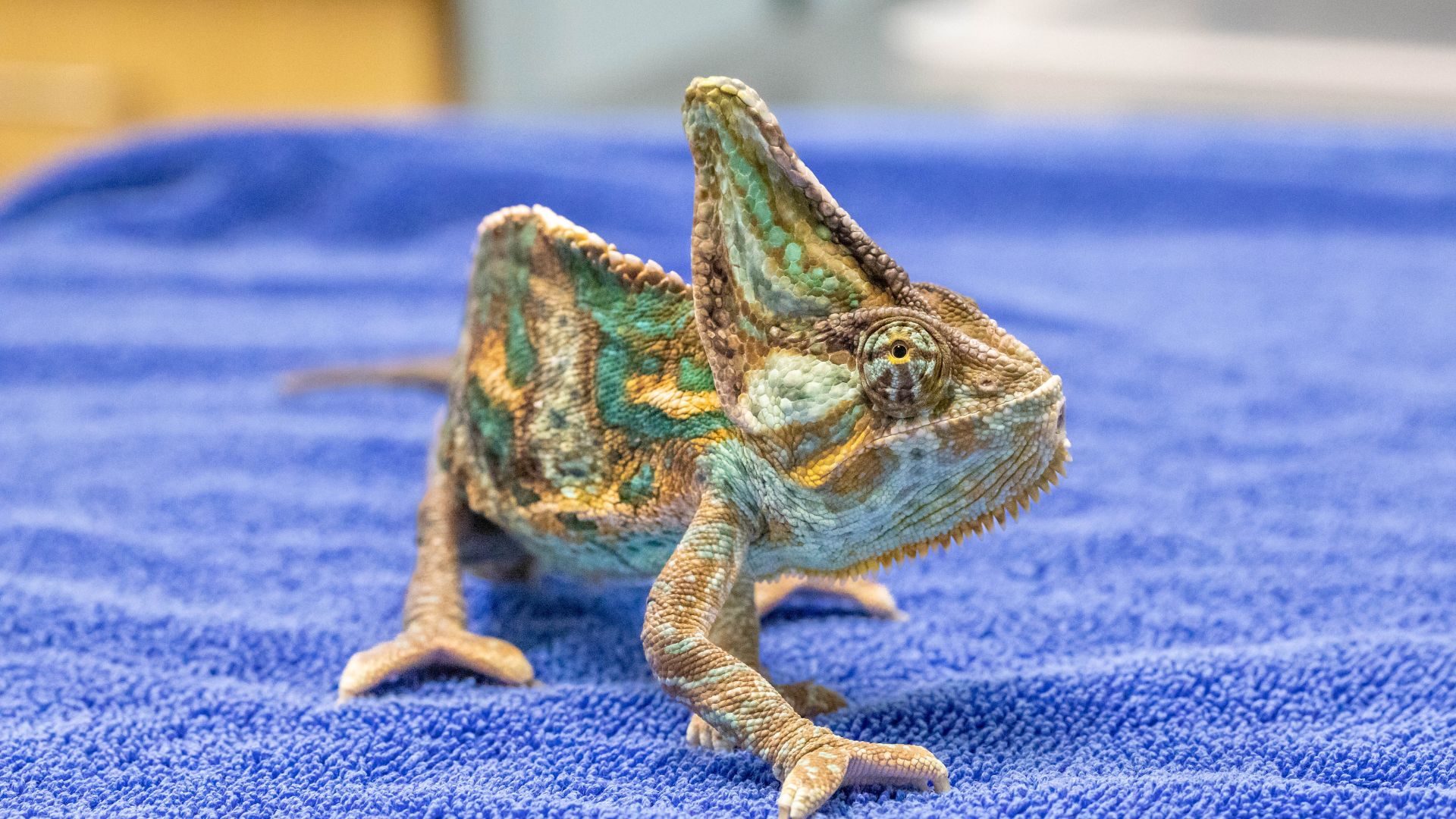 Education In Raleigh, NC 27617 | Avian And Exotic Animal Care