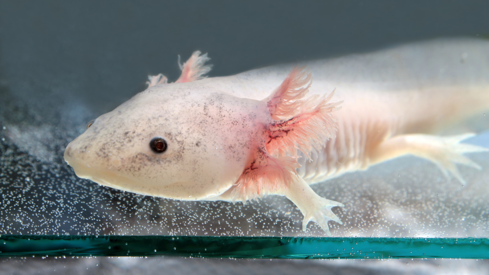 Aquatic Animal Emergency | Avian And Exotic Animal Care