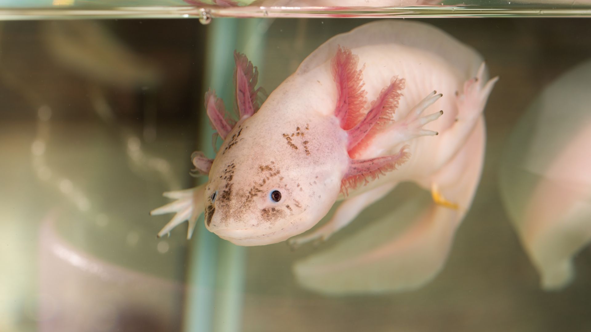 Fish Information Form | Avian And Exotic Animal Care