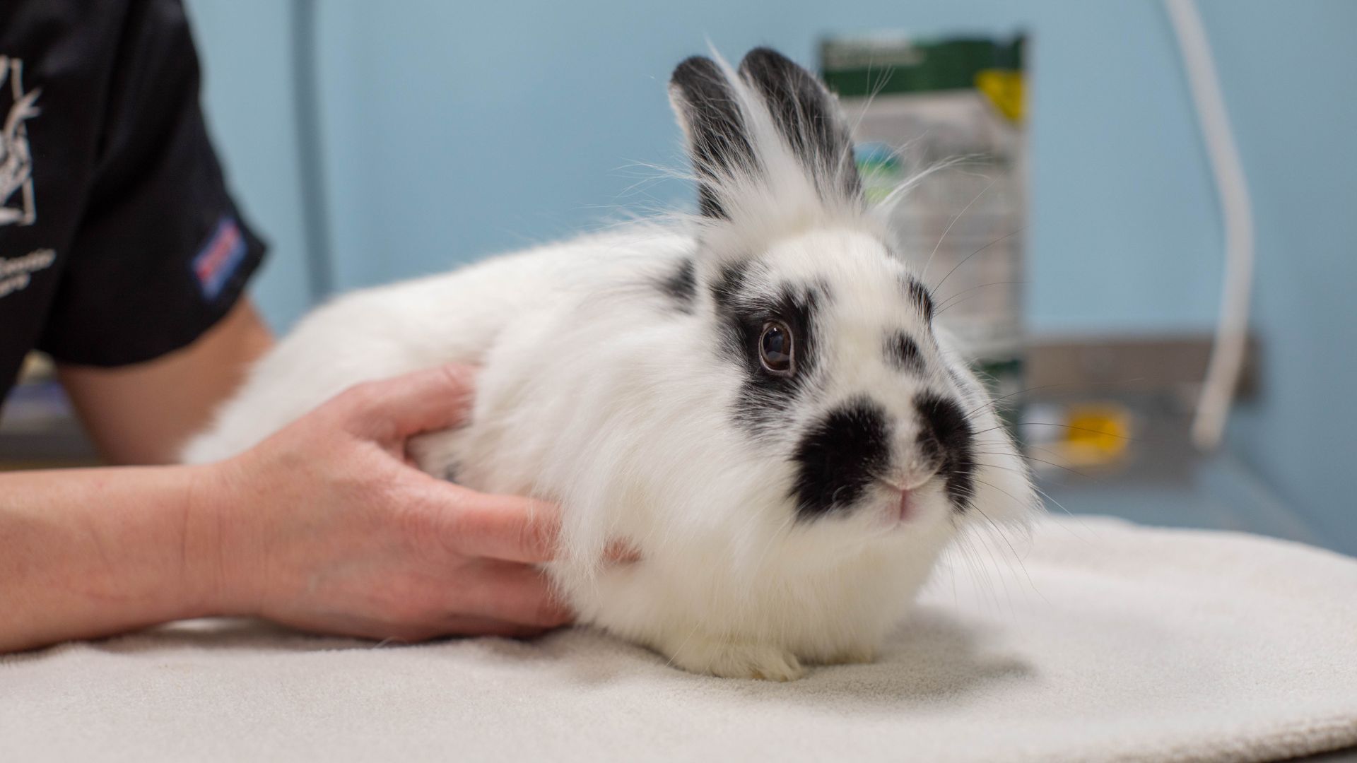 Mammals Emergency | Avian And Exotic Animal Care