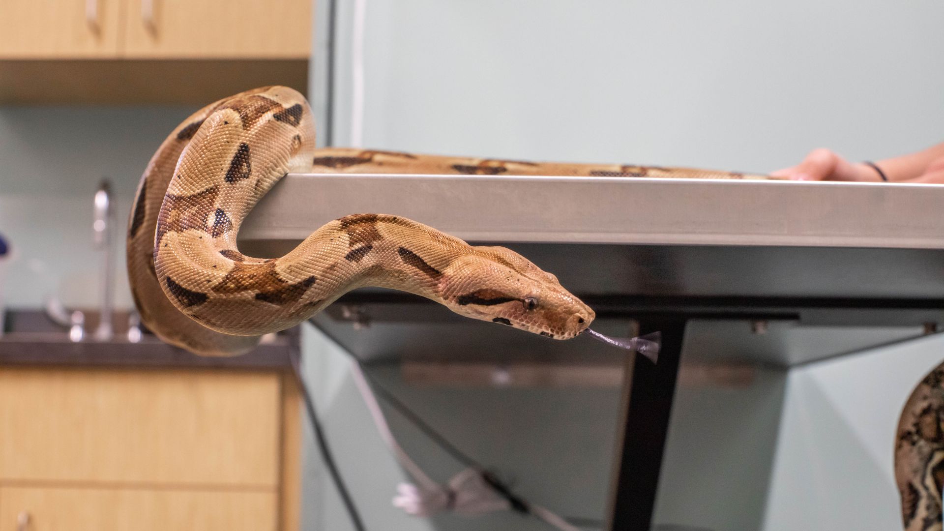 Reptile Information Form | Avian And Exotic Animal Care