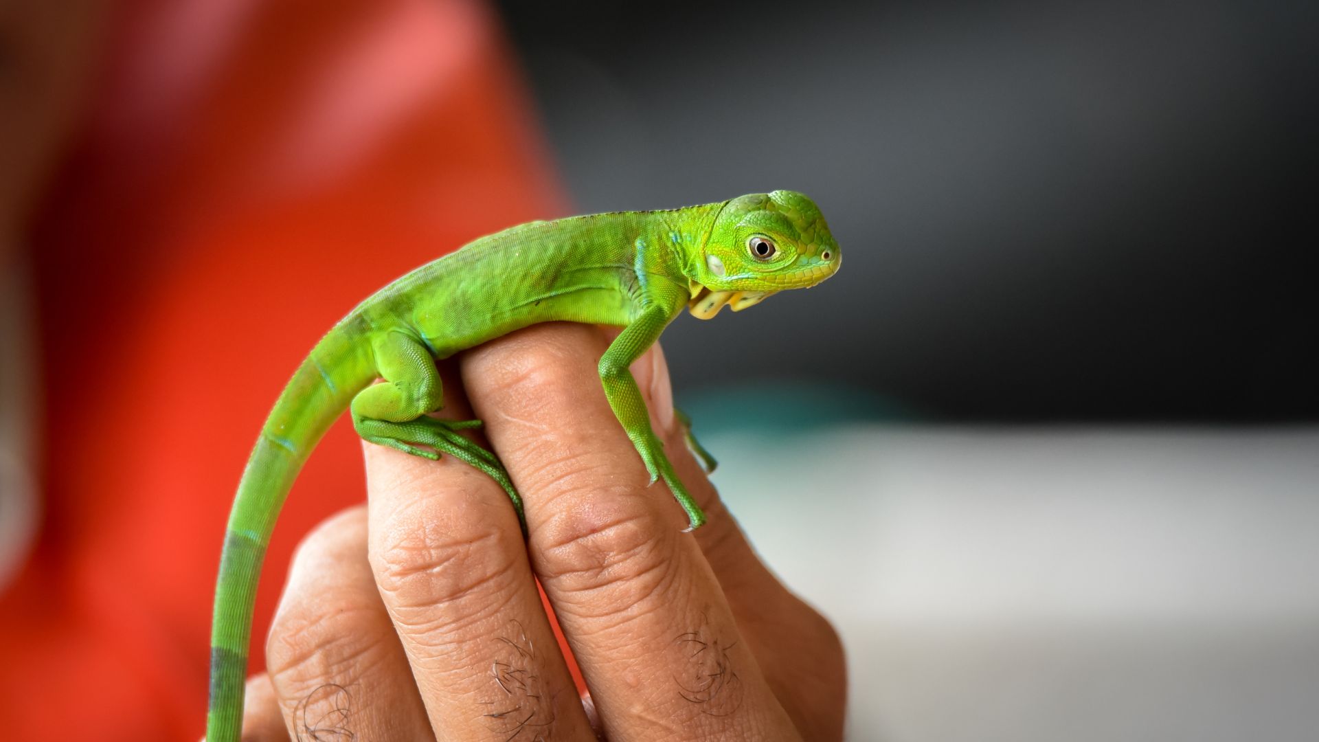 Wellness In Raleigh, NC 27617 | Avian And Exotic Animal Care