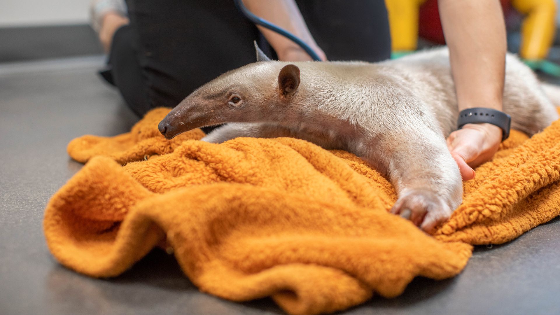 Emergency In Raleigh, NC 27617 | Avian And Exotic Animal Care