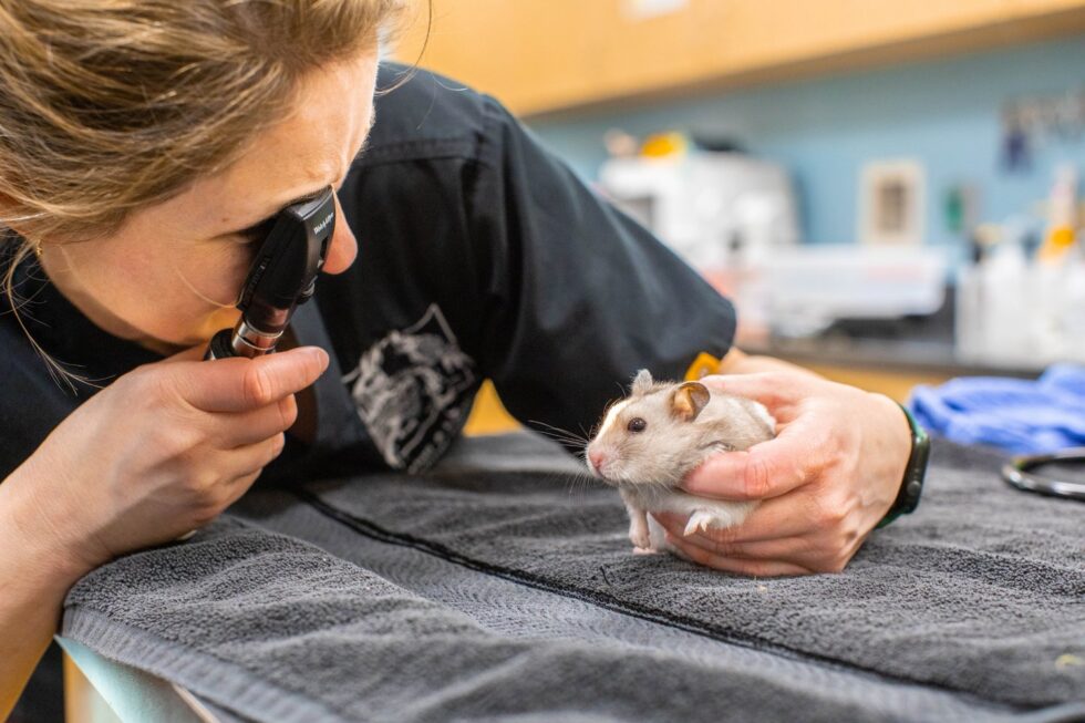 Client Information | Avian And Exotic Animal Care