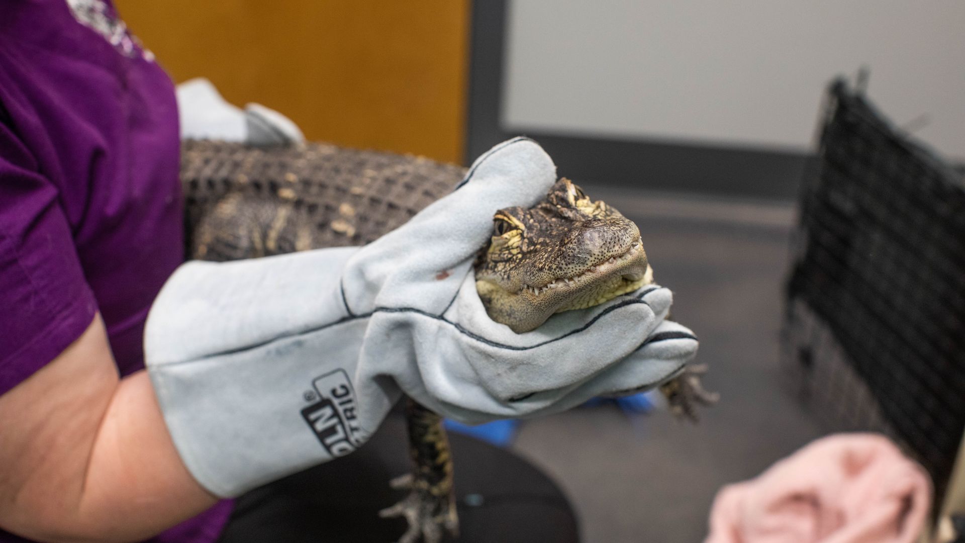 Raleigh, NC 27617 Veterinary Services | Avian And Exotic Animal Care