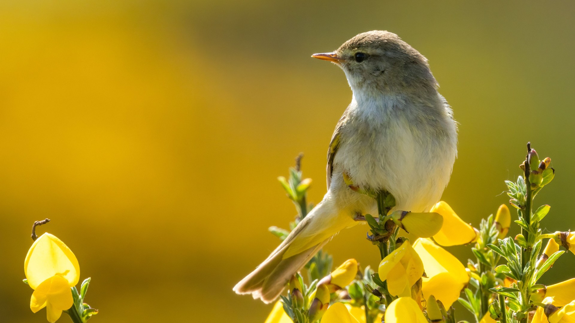 Avian History Form | Avian And Exotic Animal Care