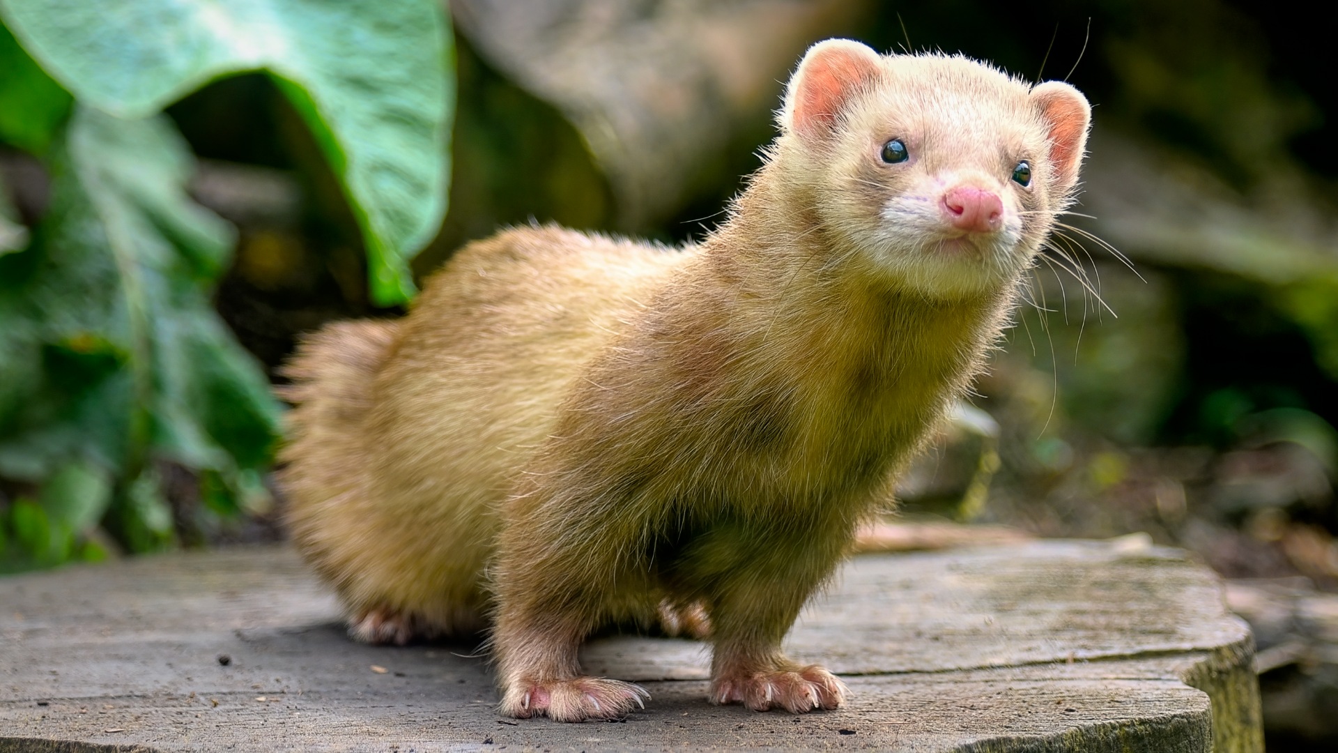 Ferret History Form | Avian And Exotic Animal Care